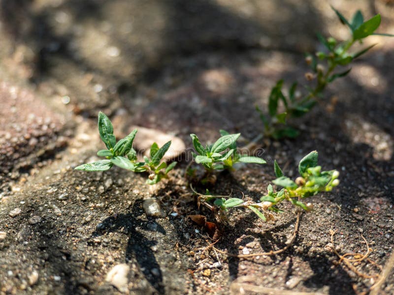 Nature Grass on Concrete Ground Stock Photo - Image of stonewall, rock ...