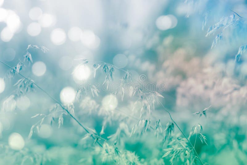 Nature Grass Flower Field in Soft Focus , Blue Pastel Background Stock ...