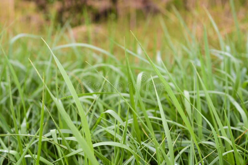 Nature grass meadow stock image. Image of green, land - 116167413