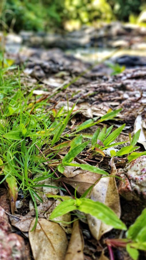 Nature grass in waterfall stock image. Image of nature - 190180927