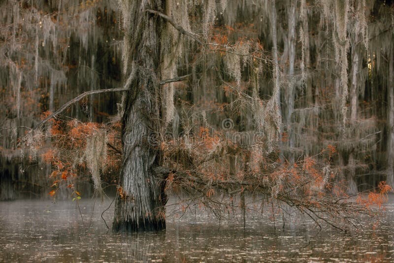Nature in Great Cypress Swamps, USA Stock Photo - Image of colors ...