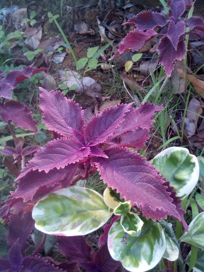 Nature stock photo. Image of beautiful, nature, green - 147932342