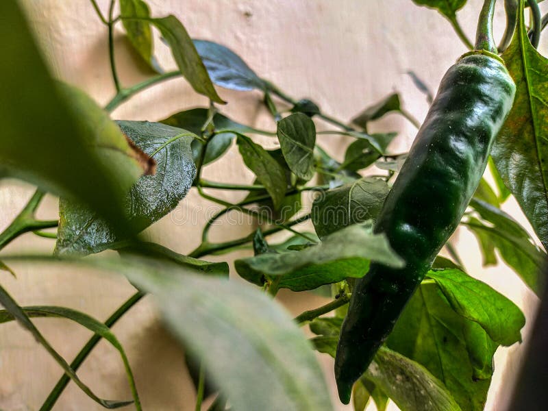 Nature green chili tree stock image. Image of leaf, produce - 201496593
