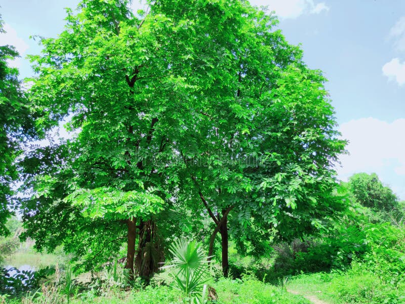 Nature stock photo. Image of green, tree, beutyfull - 155069762