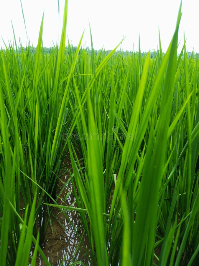 Nature, Green, Farmland, Rice, Environment Stock Photo - Image of green ...
