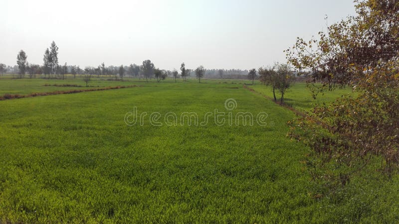 Nature_Green fields stock image. Image of fields, green - 109446005