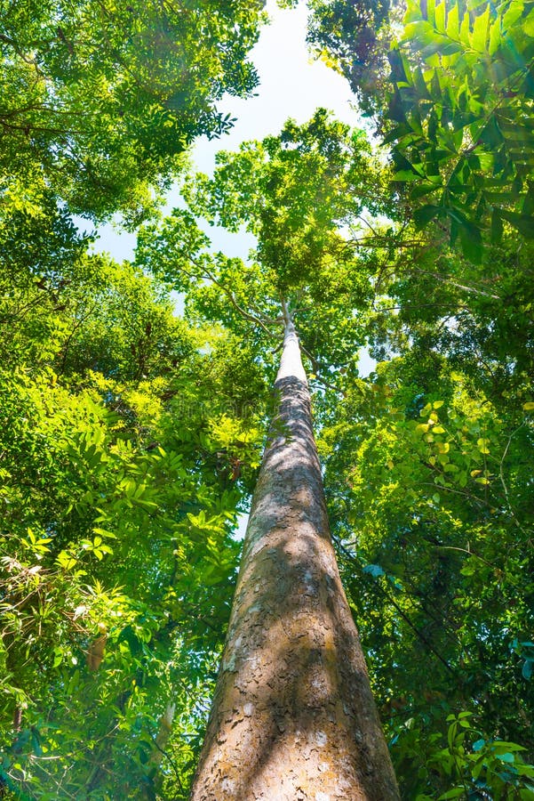 Nature Green Forest with Big Trees Stock Photo - Image of beautiful ...