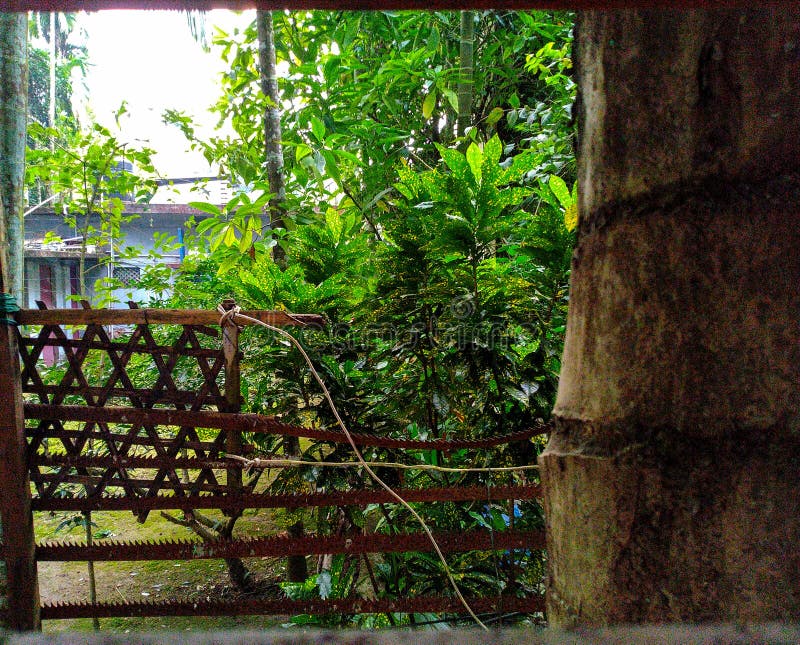 Viewing nature from window stock photo. Image of forest - 161600436