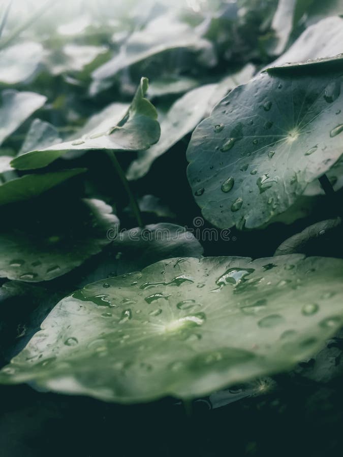 Green Tranquility with Shady Nature Stock Image - Image of fresh, mixed ...