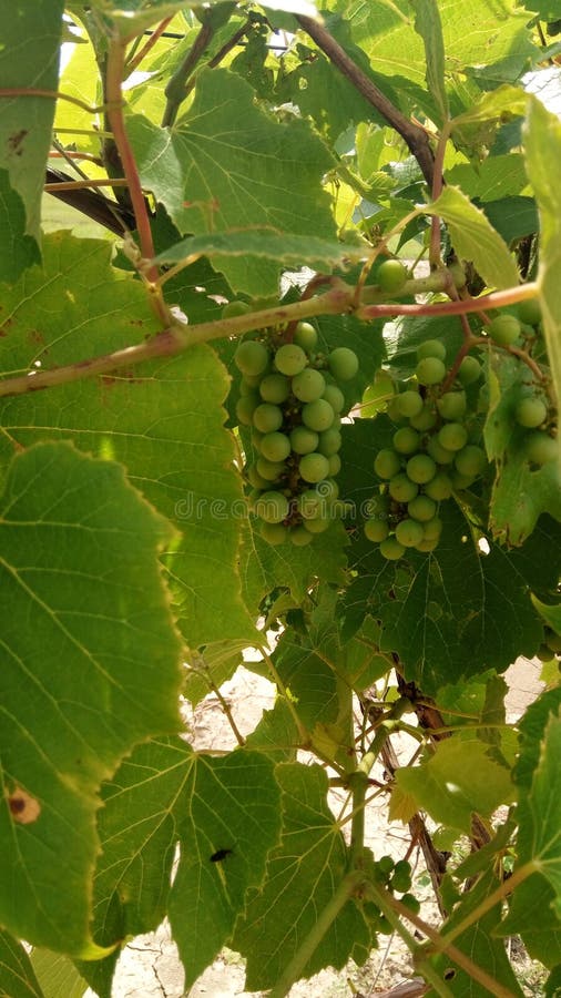 Nature stock photo. Image of vinea, grape, greenery - 121730090