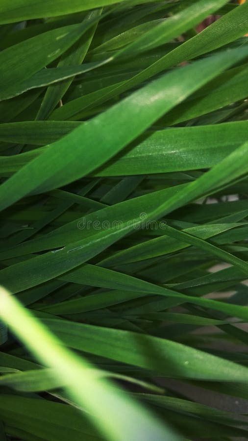 Nature stock photo. Image of grass, place, green, beautiful - 128354876