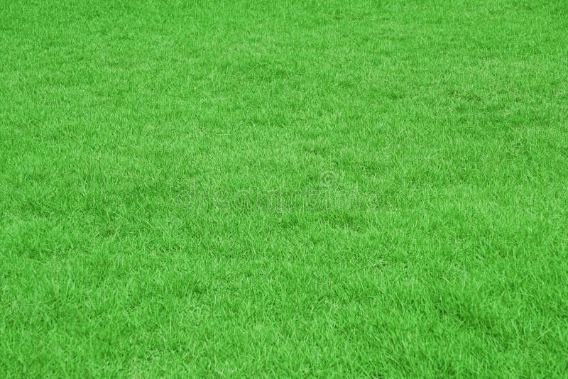 Nature Green Grass in the Garden, Lawn Pattern Texture Background ...
