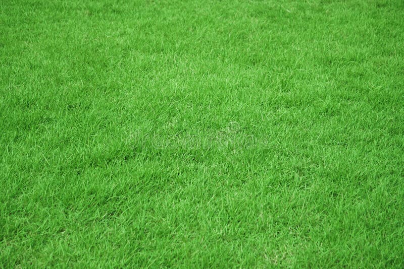 Nature Green Grass in the Garden, Lawn Pattern Texture Background ...