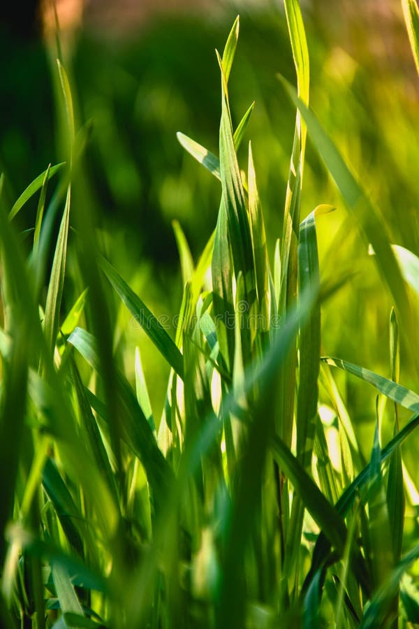 Nature green grass stock image. Image of green, lightroom - 182872629
