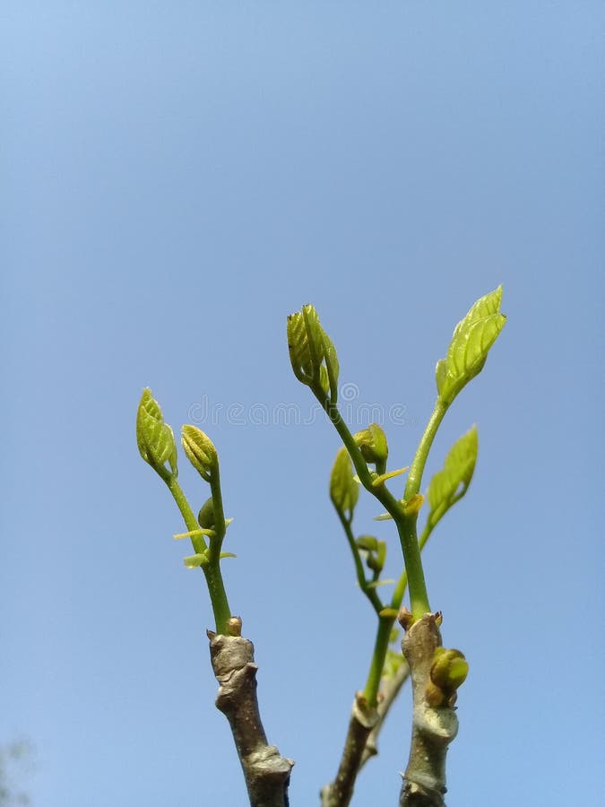 Chiguru Stock Photos - Free & Royalty-Free Stock Photos from Dreamstime