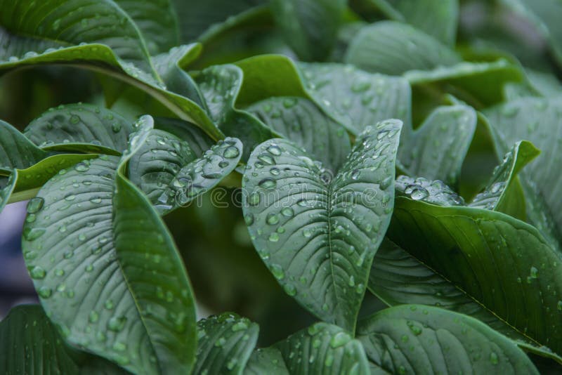 Green Konjac Tree (Amorphophallus Konjac) in the Forest, Also Kn Stock ...