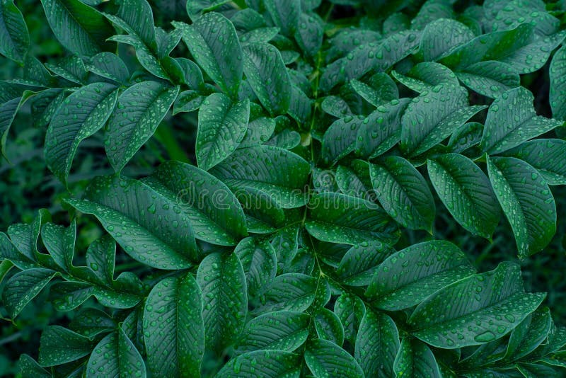 Green Konjac Tree (Amorphophallus Konjac) in the Forest, Also Kn Stock ...