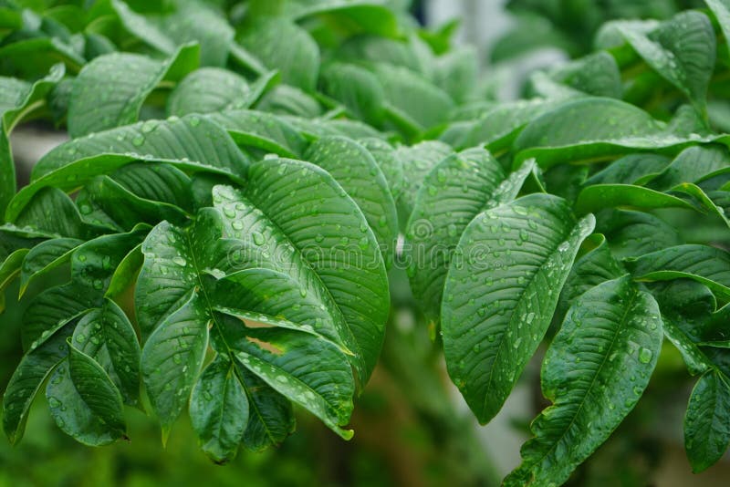 Green Konjac Tree (Amorphophallus Konjac) in the Forest, Also Kn Stock ...