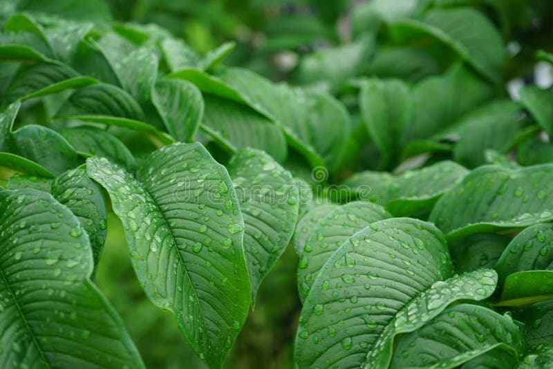 Nature Green Konjac Leaves with Raindrop Background Stock Image - Image ...