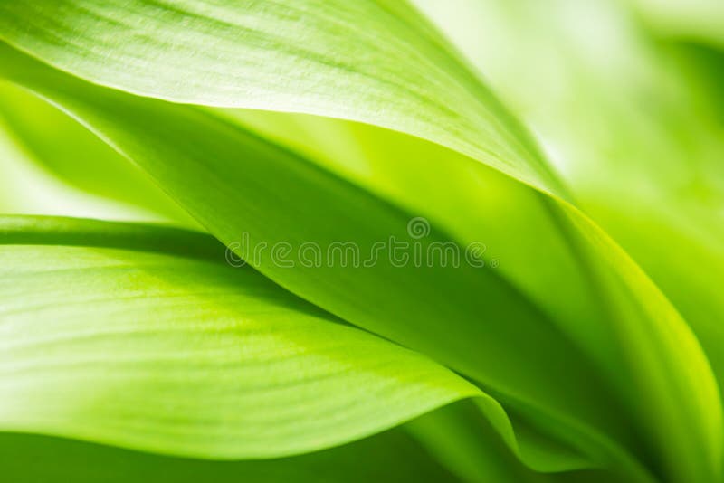Nature of Green Leaf. Environment Ecology Greenery Wallpaper Stock ...