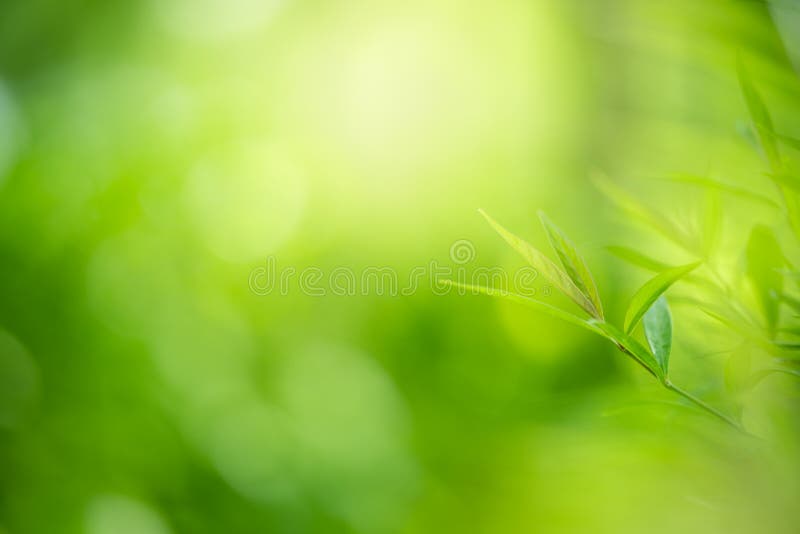 Nature of Green Leaf in Garden Using As Background Natural Wallpaper ...