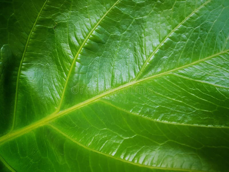 Nature Green Leaf Pattern Texture Stock Image - Image of foliage, idea ...