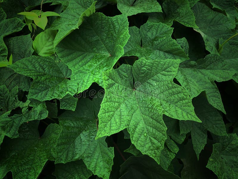 Nature Green Leaf Pattern Texture Stock Image - Image of label, leaf ...