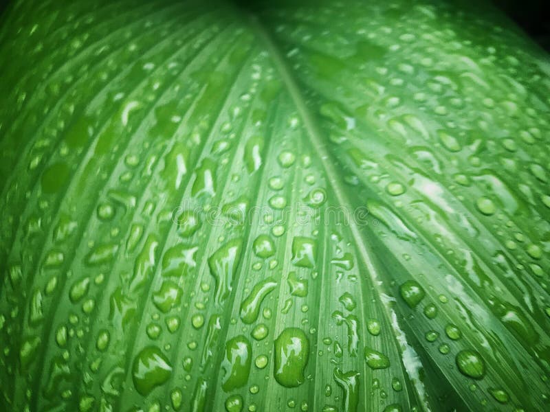 Nature Green Leaf Pattern Texture Stock Photo - Image of fashion ...