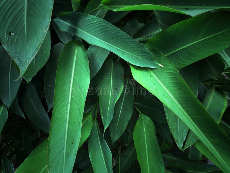 Nature Green Leaf Pattern Texture Stock Image - Image of nature ...