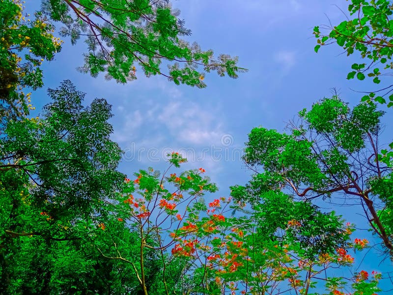 Nature Green Leafs and Branches with Blue Sky in Spring Stock Photo ...
