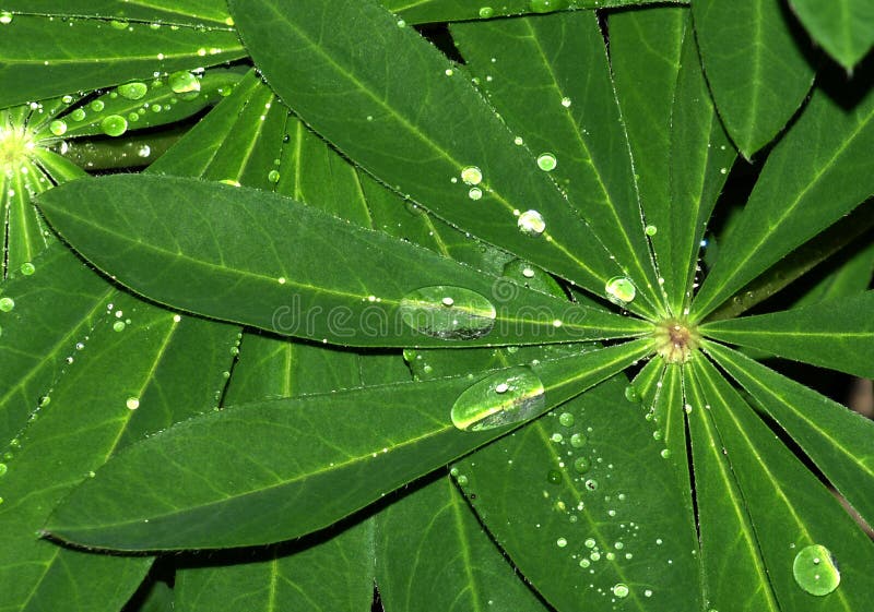 Nature green leafs stock image. Image of drops, summer - 175559639