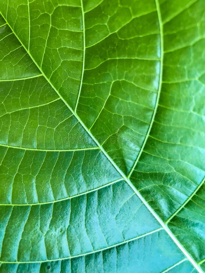 Nature Green Leave Pattern Texture Background Stock Image - Image of ...