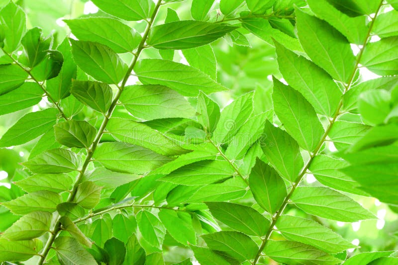 Nature Green Leaves Beautiful Shape Stock Photo - Image of botanical ...