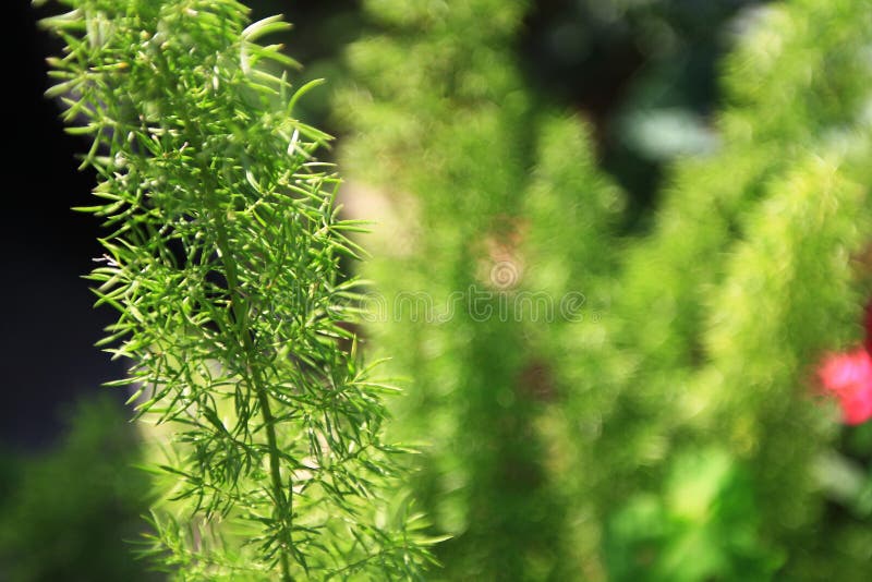 A Nature Green Leaves Bright, Close Up of the Leaf Stock Photo - Image ...
