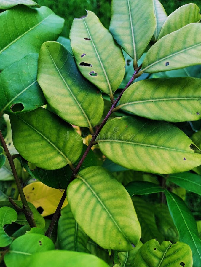 Nature pretty green leaves stock image. Image of textures - 274505531