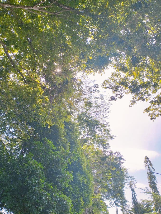 Nature Green Leaves Forest ? Stock Image - Image of nature, leaves ...
