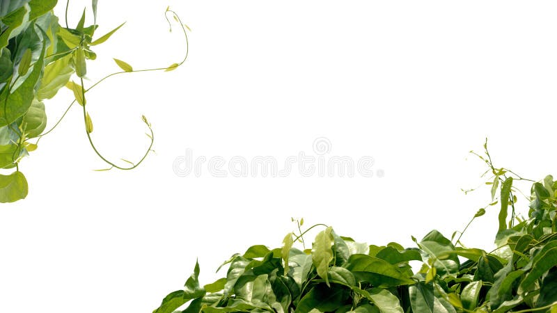 Nature Green Leaves Frame on White Background Stock Photo - Image of ...