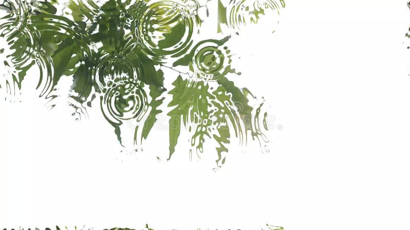 Nature Green Leaves on White Background with Ripple Effect. Stock Video ...
