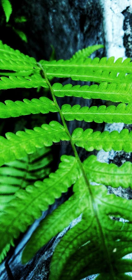 Nature Green Lefe Photo Hd Quality Stock Image - Image of lefe, green ...