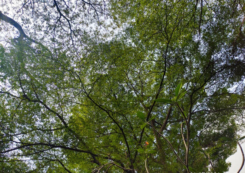 Nature Green Lime Tree Leaves in the Green Spring Forest Stock Image ...