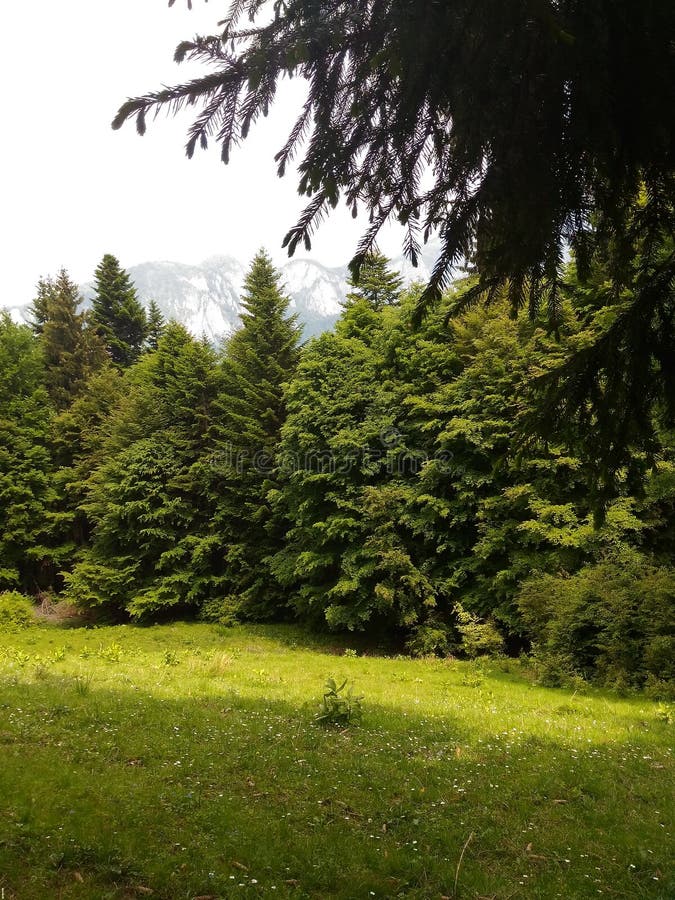 Nature stock photo. Image of green, magic, nature, forest - 104863892