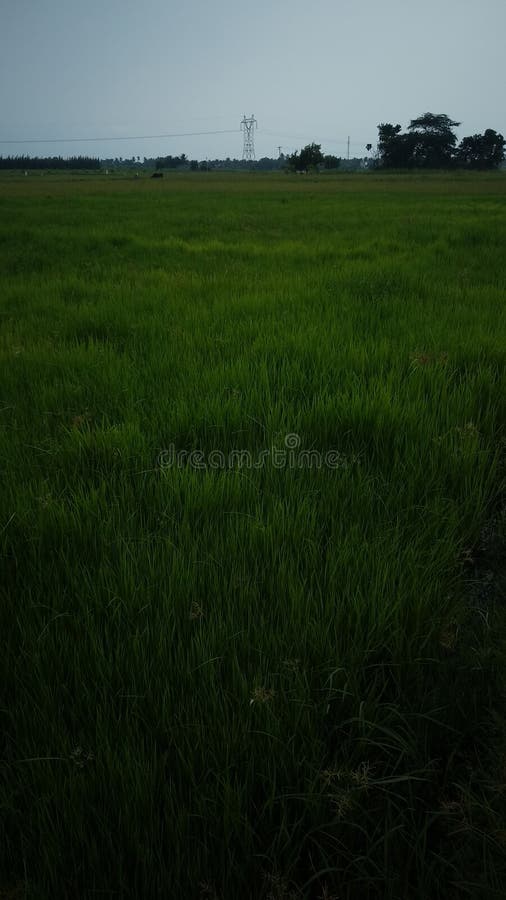 Nature stock image. Image of beautiful, green, peddy - 160462463