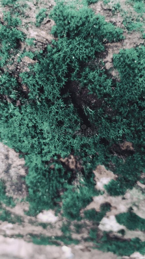 Nature green photo stock image. Image of leaf, nature - 230820865