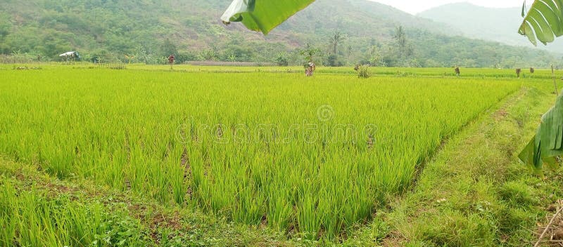 Natural Green Rice Fields of Young Rice Plants Stock Photo - Image of ...