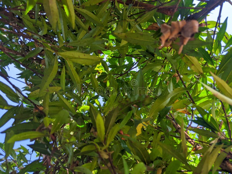 Nature green seeds stock image. Image of seeds, green - 227491075