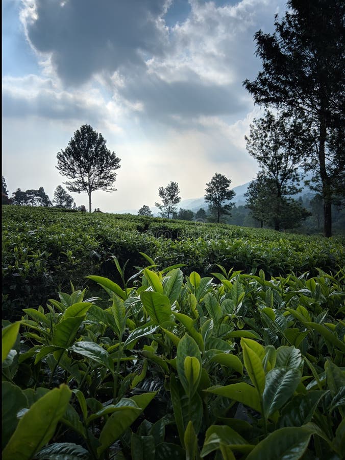 Nature of green tea stock photo. Image of greentea, green - 223333608