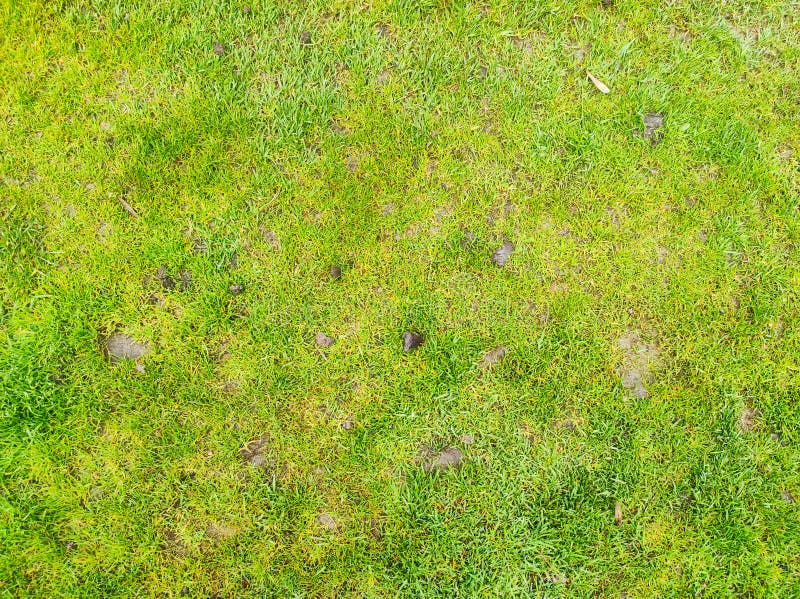 Nature Green Texture Background. Outdoor Meadow Pattern Stock Photo ...