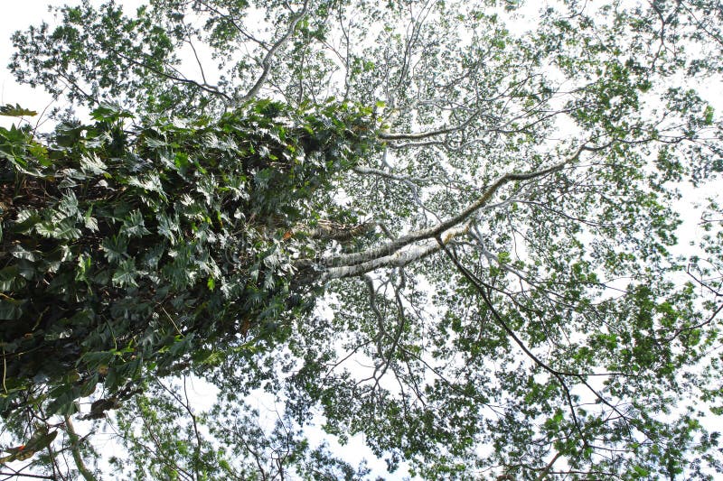 Nature Green Tree Texture Background Stock Image - Image of spring ...