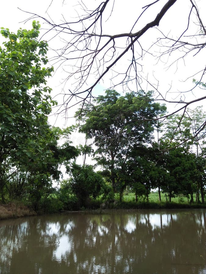 Nature Green Tree Water River Air Stock Image - Image of tree, river ...
