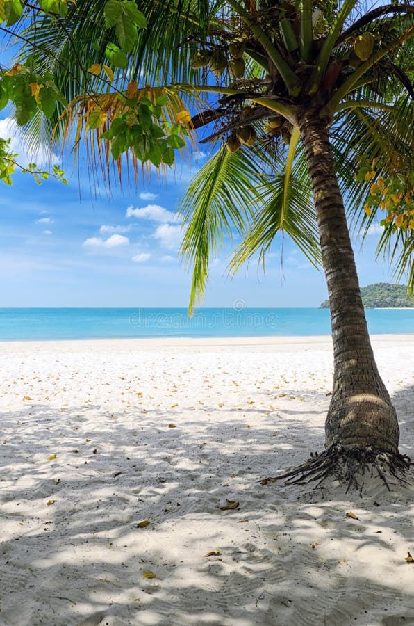 Green Tree on a White Sand Beach Stock Photo - Image of sand, beach ...
